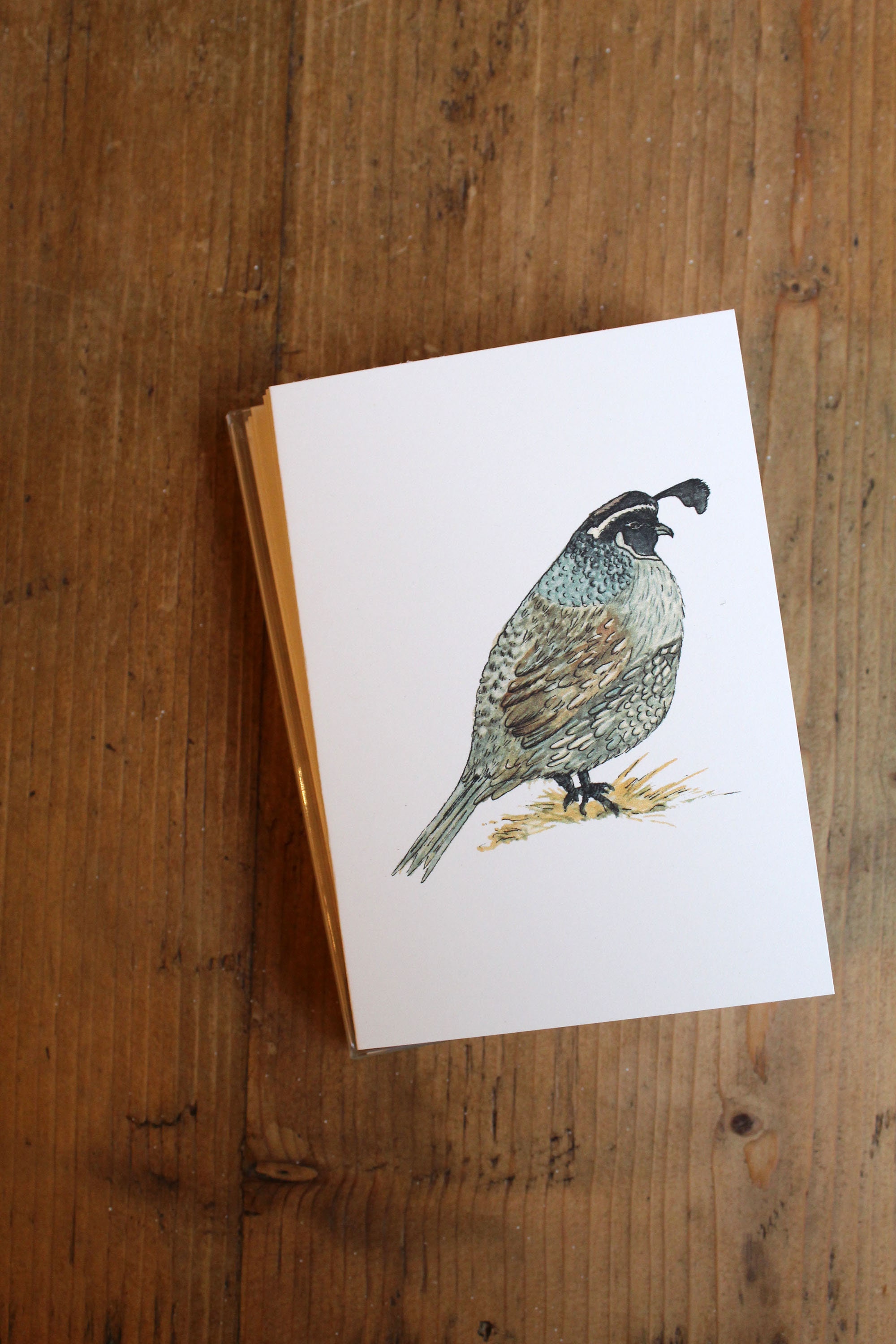 California Quail Thank You Notes on Quality Cardstock, Set of 8 ...