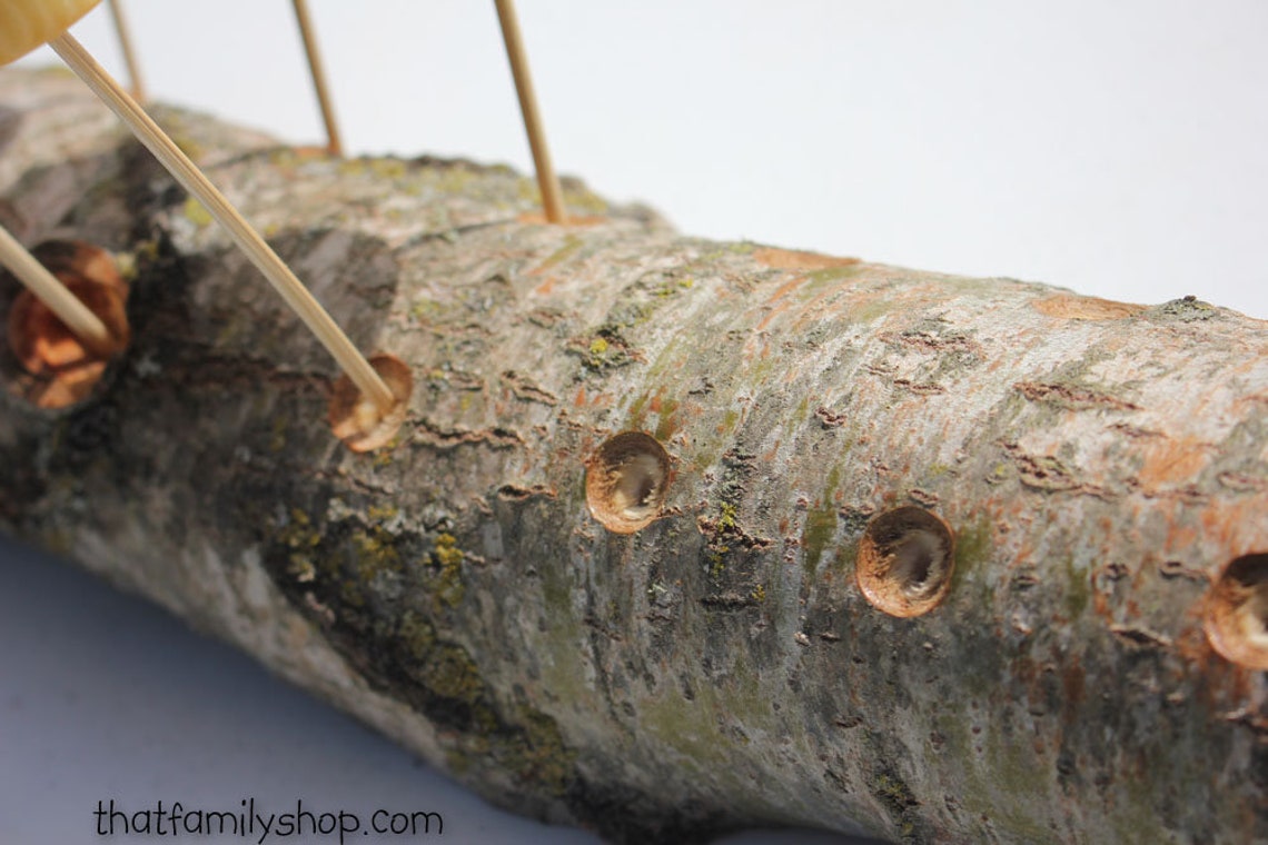 18 Cake Pop Holder Log Rustic Party Cake Stand Display Party - Etsy