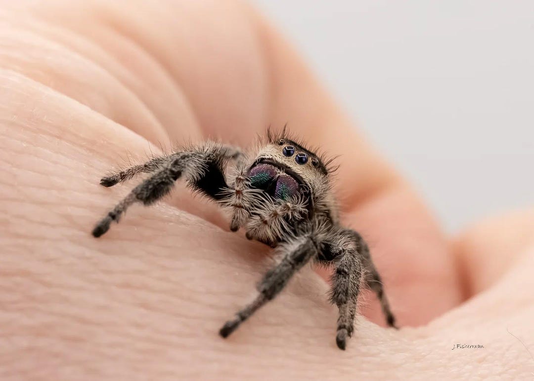 Jumping Spider - High Quality 8x10 Photo Print - Etsy