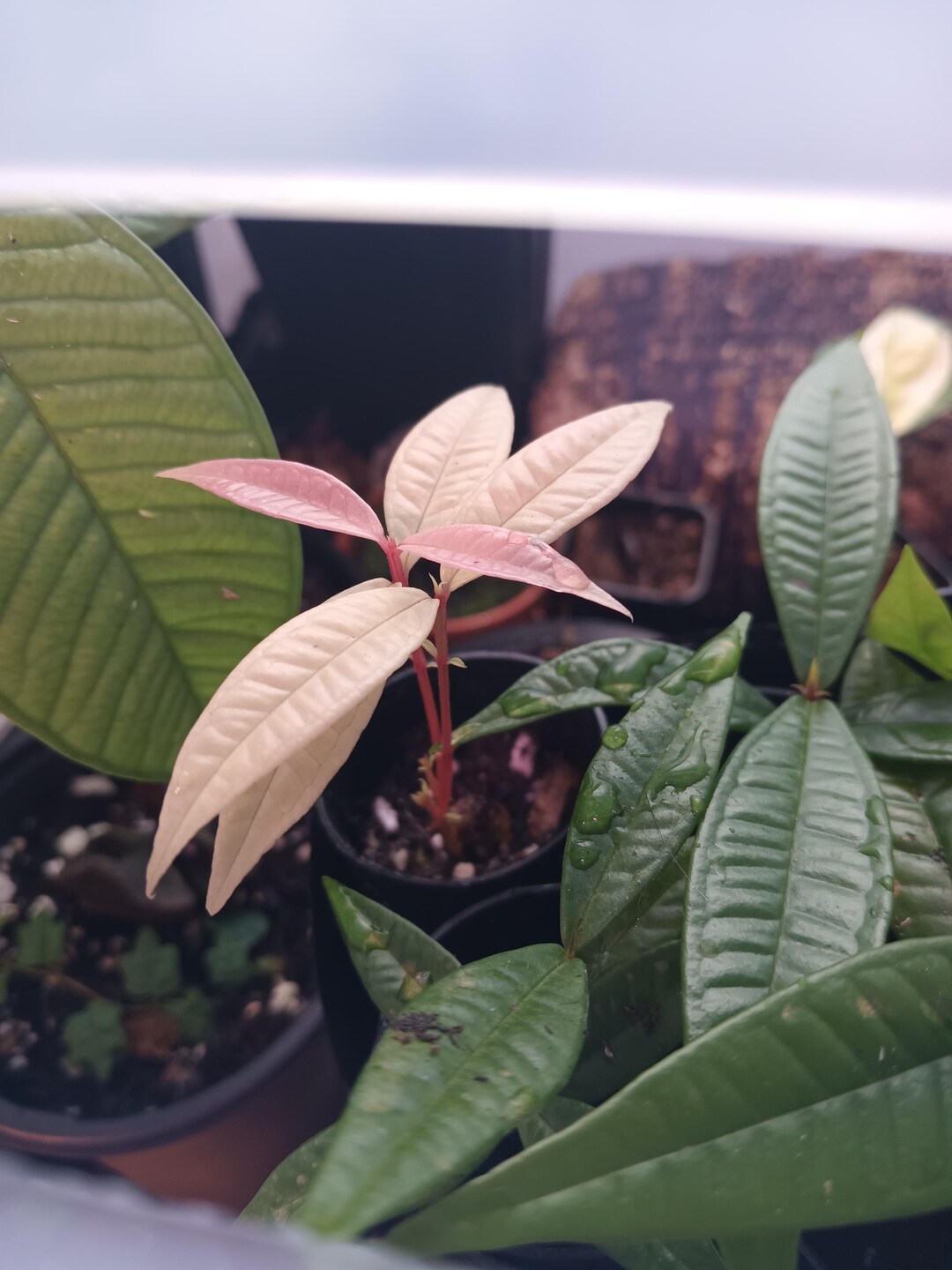 Undescribed Species of Syzygium | Pink Color Morph - Etsy