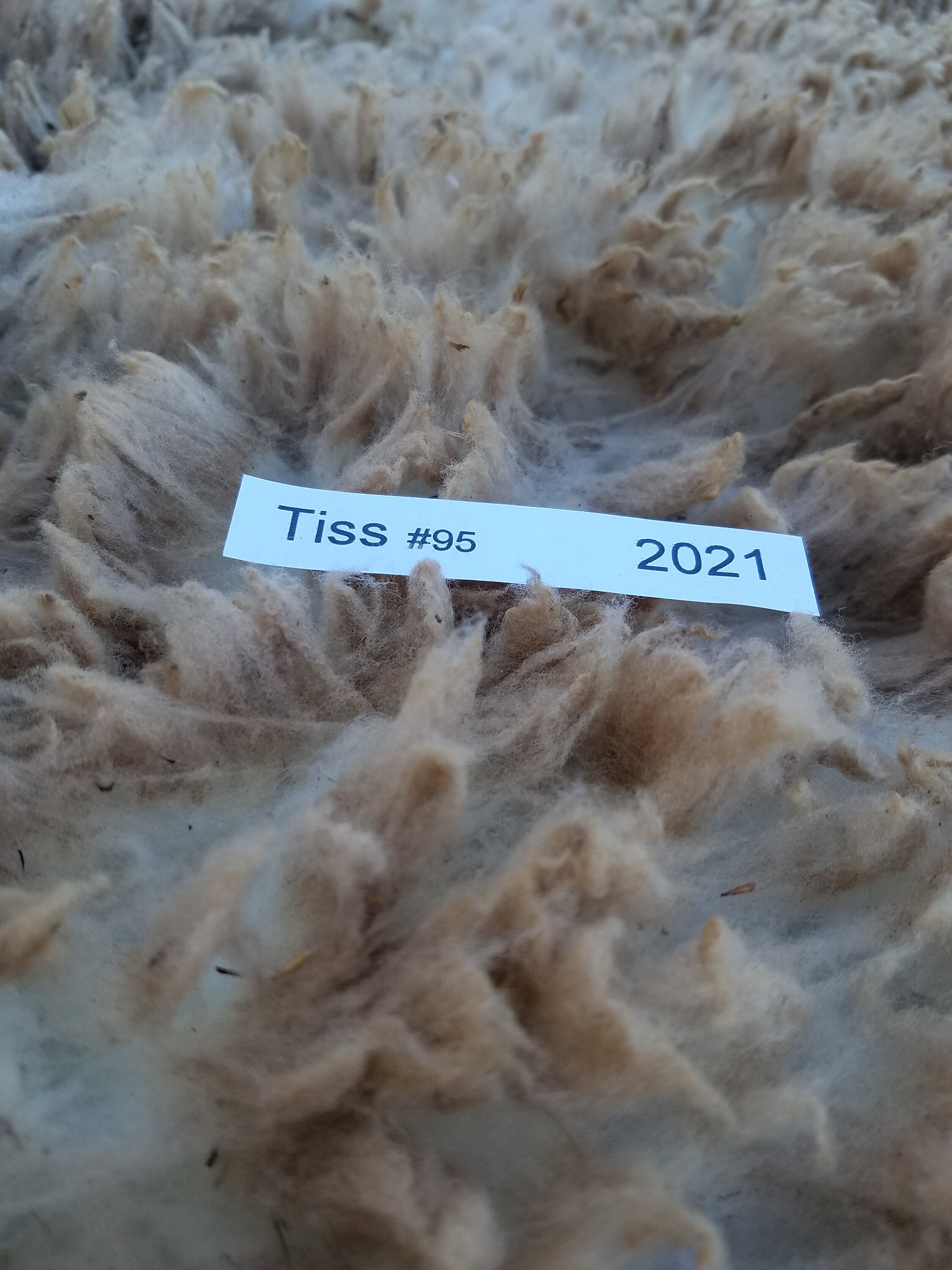 Cormo Fleece tiss 2021 Raw Unwashed Purebred Cormo - Etsy