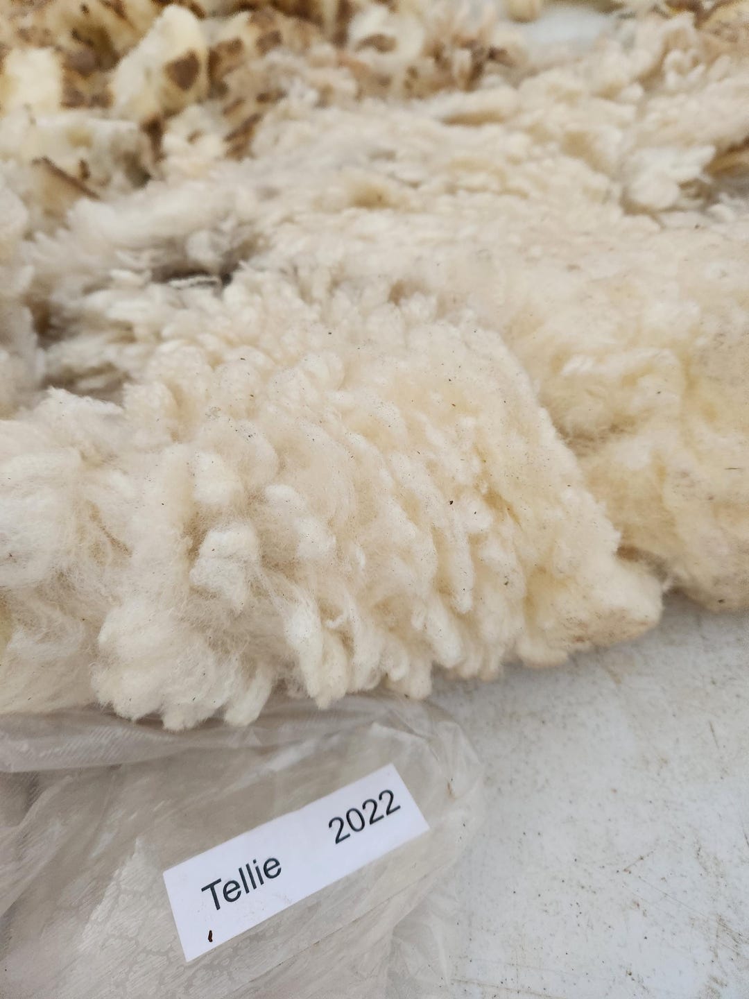 Sheep Fleece, tellie 2022 Whole Cormo Unwashed Fleece - Etsy
