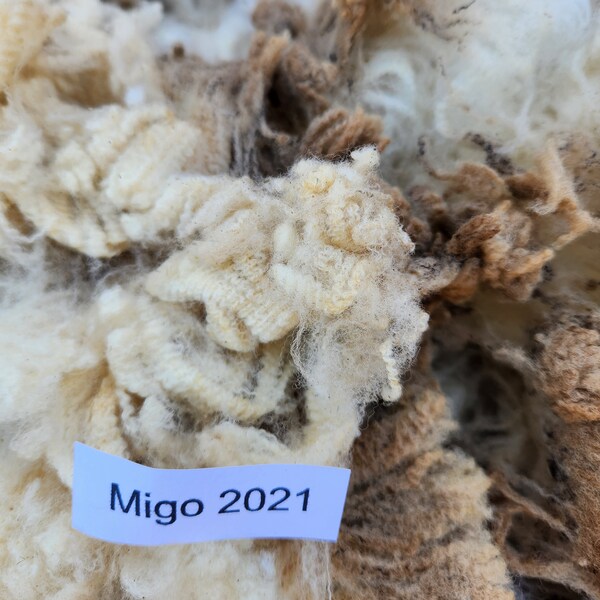 Cormo Fleece - Etsy
