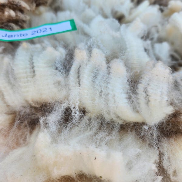 Cormo Fleece - Etsy