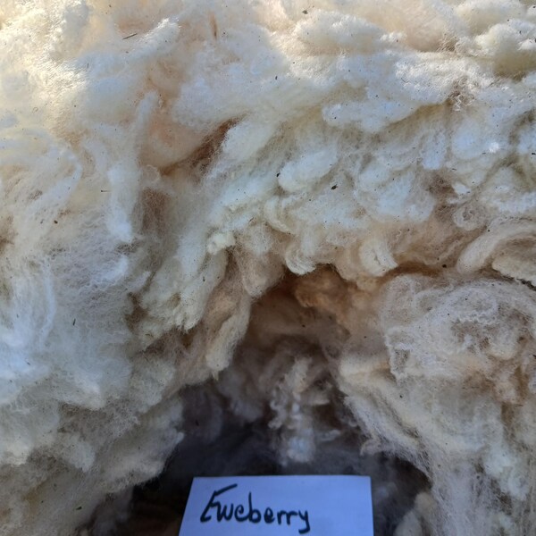 Cormo Fleece - Etsy