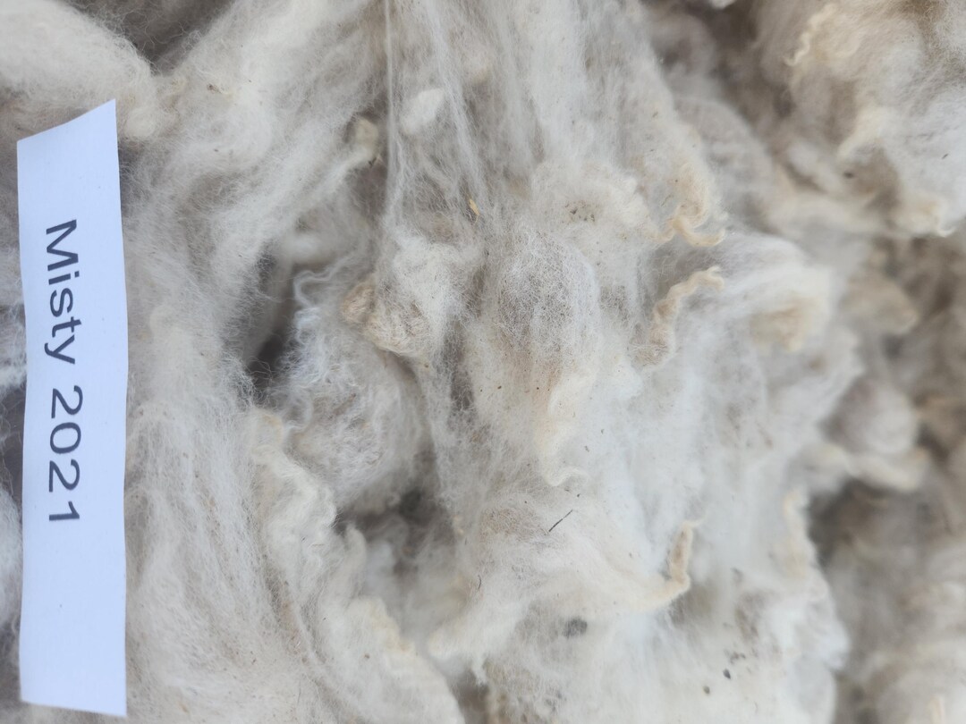 Sheep Fleece, (misty 2021) Whole Cormo Unwashed Fleece - Etsy