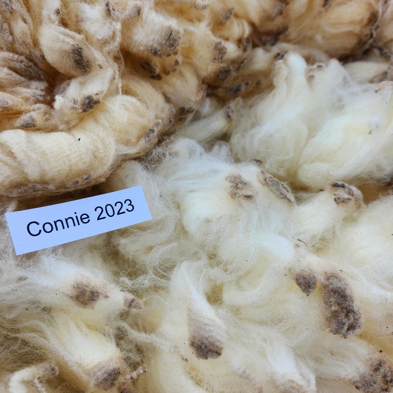 Cormo Fleece - Etsy