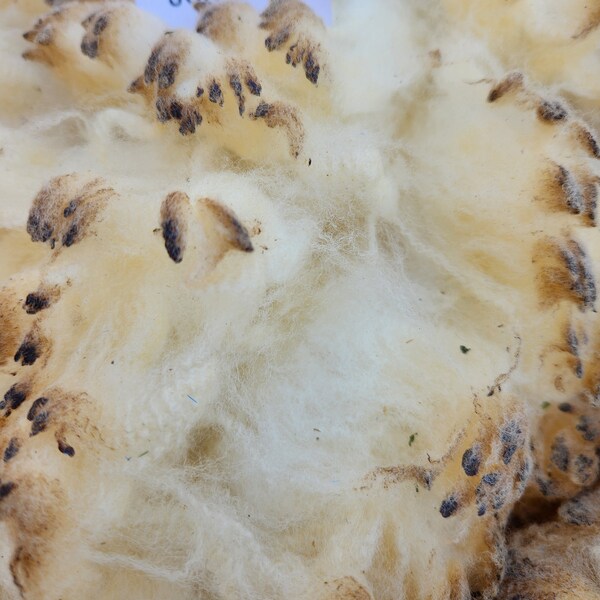 Cormo Fleece - Etsy