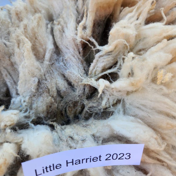 Cormo Fleece - Etsy