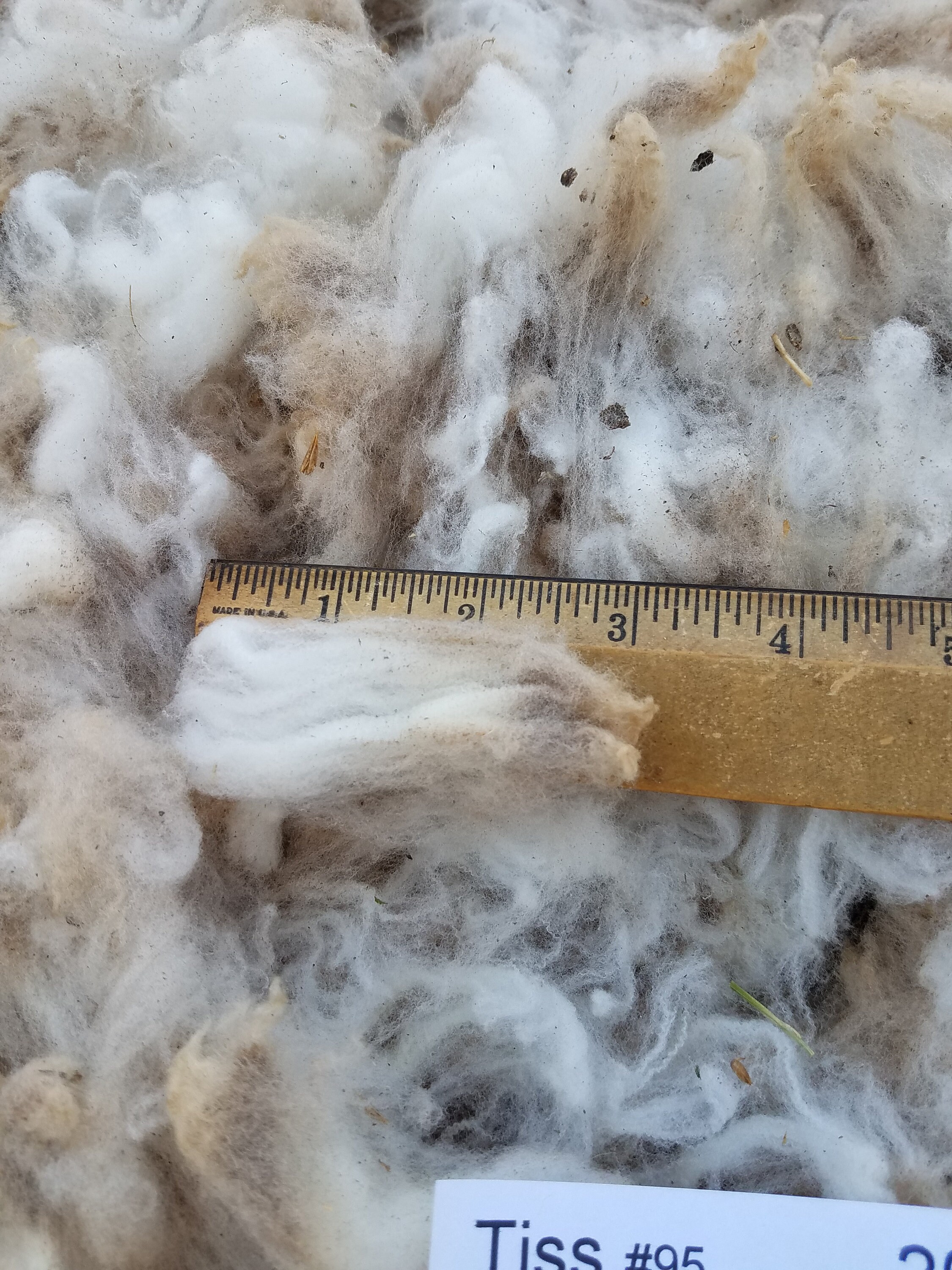 Cormo Fleece tiss 2021 Raw Unwashed Purebred Cormo - Etsy