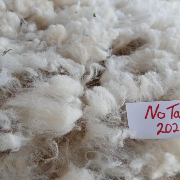 Cormo Fleece - Etsy