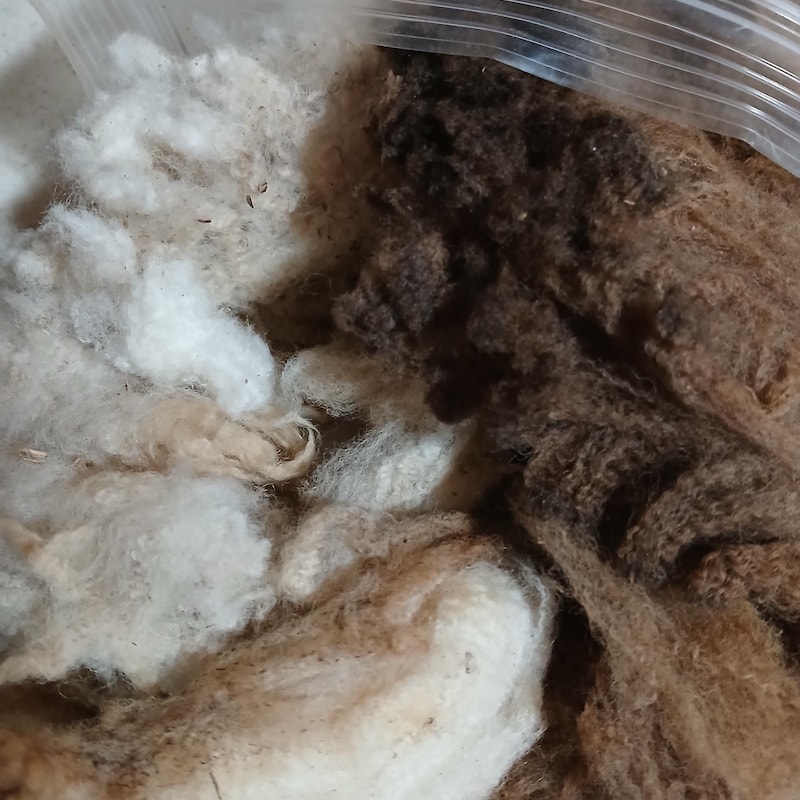 Cormo Fleece - Etsy