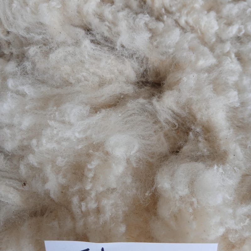 Cormo Fleece - Etsy