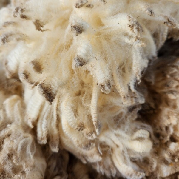 Cormo Fleece - Etsy