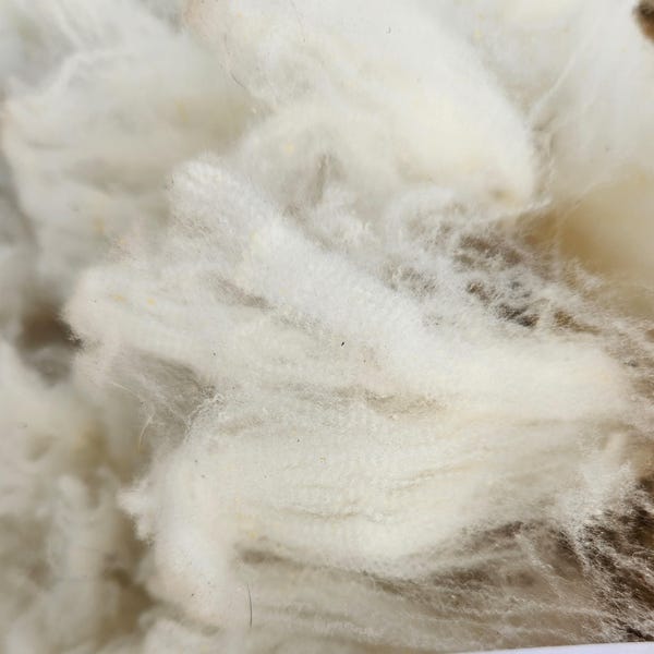 Cormo Fleece - Etsy
