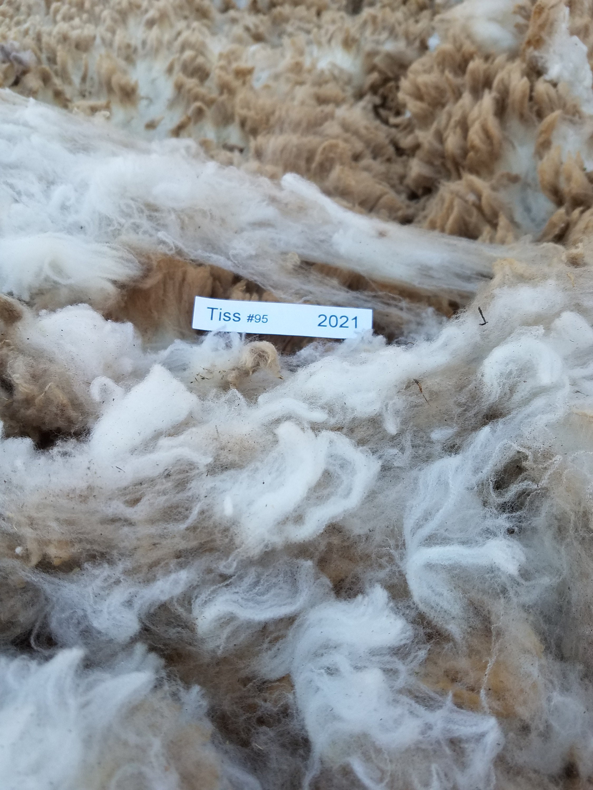 Cormo Fleece tiss 2021 Raw Unwashed Purebred Cormo - Etsy