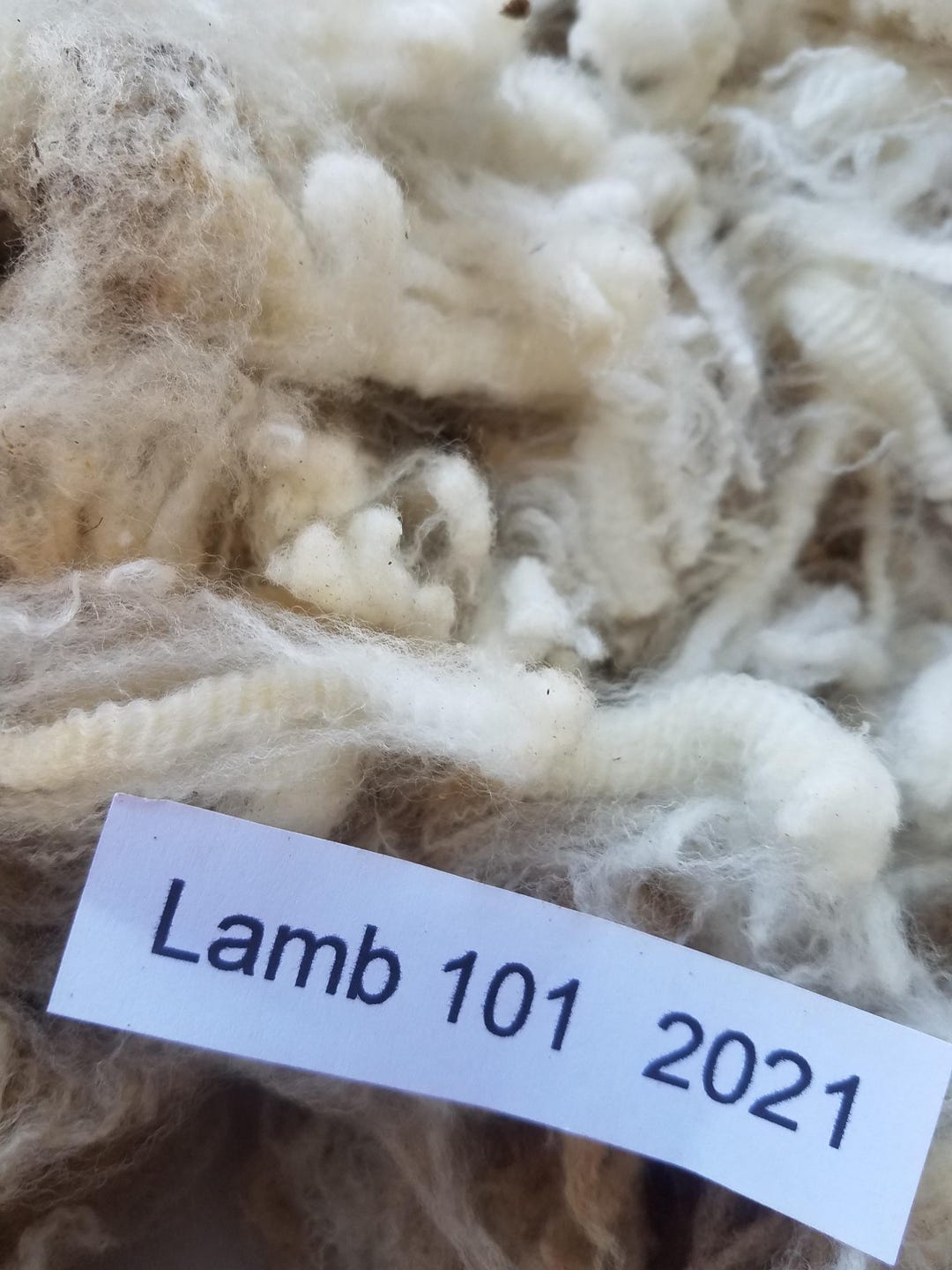 Sheep Wool Fleece Cormo (treat 2021 )raw Unwashed - Etsy