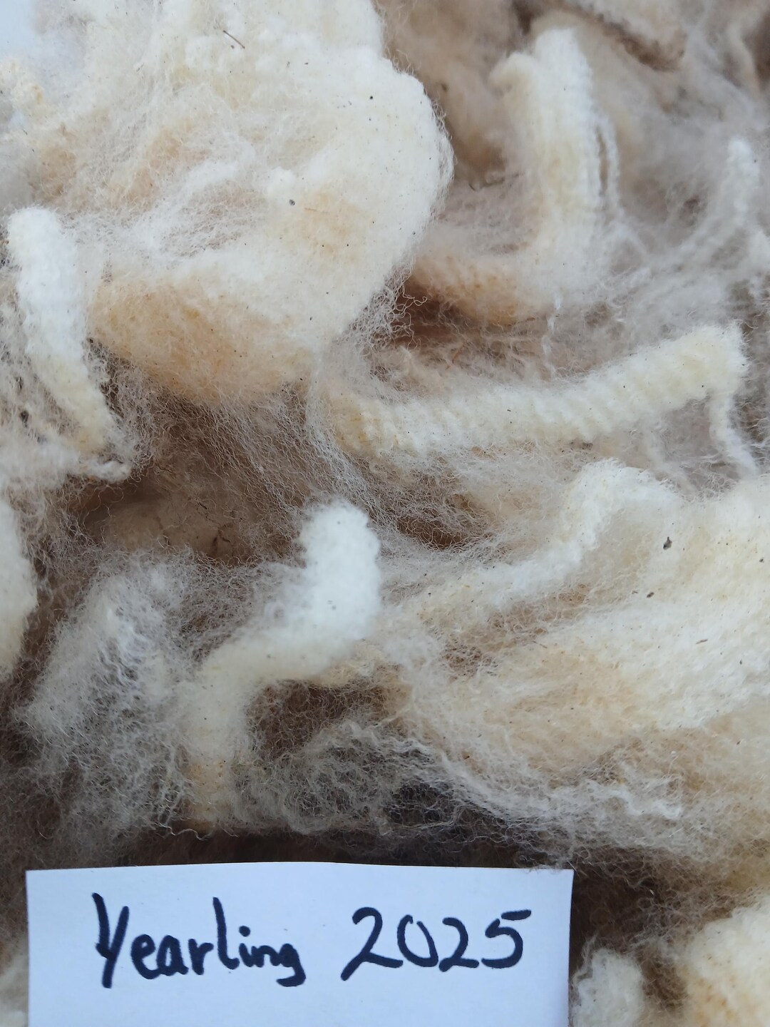Cormo Fleece, (yearling 171 2025) Raw Unwashed Purebred Cormo - Etsy