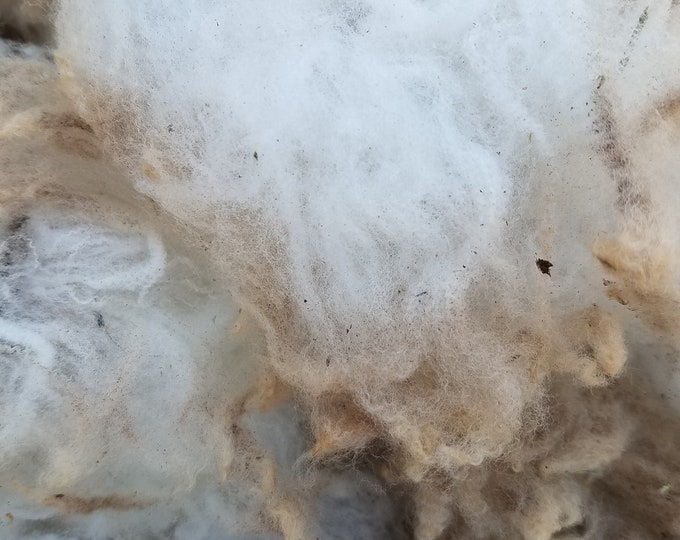 Cormo Fleece, (tiss 2021) Raw Unwashed Purebred Cormo - Etsy