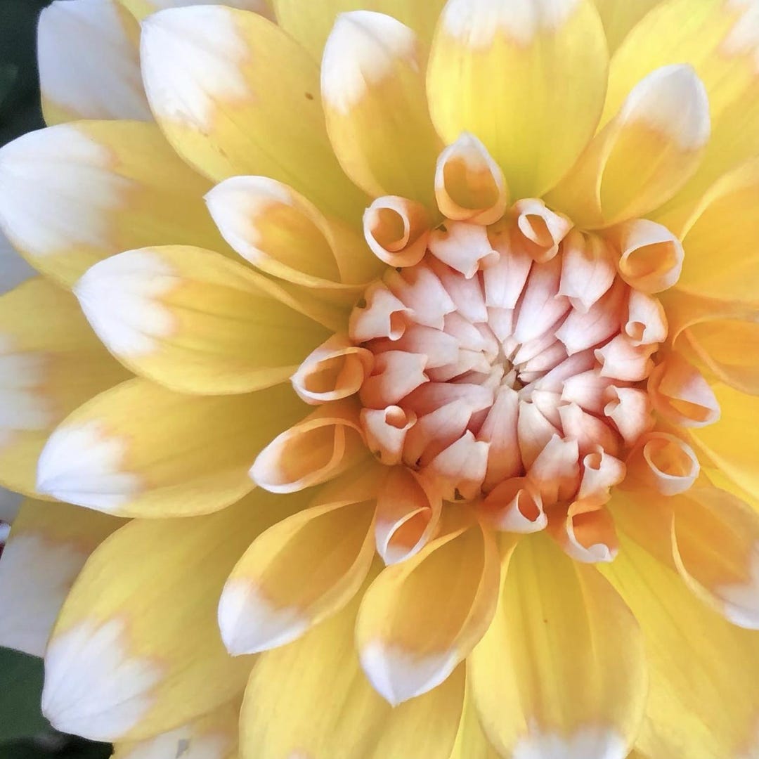 2-pack Seattle Dahlia Tuber Clumps - Stunning Yellow & White Blooms ...
