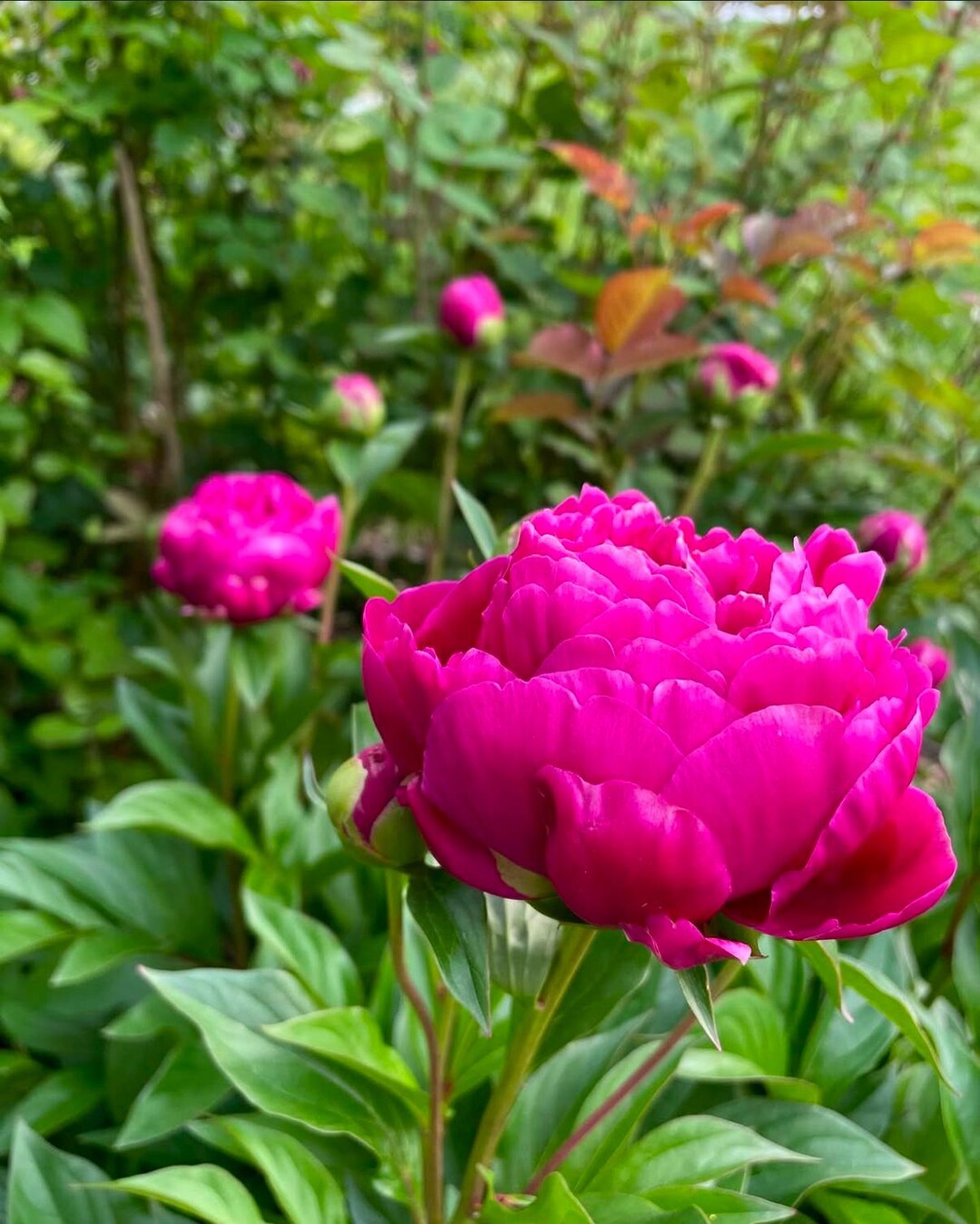 Karl Rosenfield Peony Root – Bare Root Paeonia 3-5 Eyes | Fragrant ...