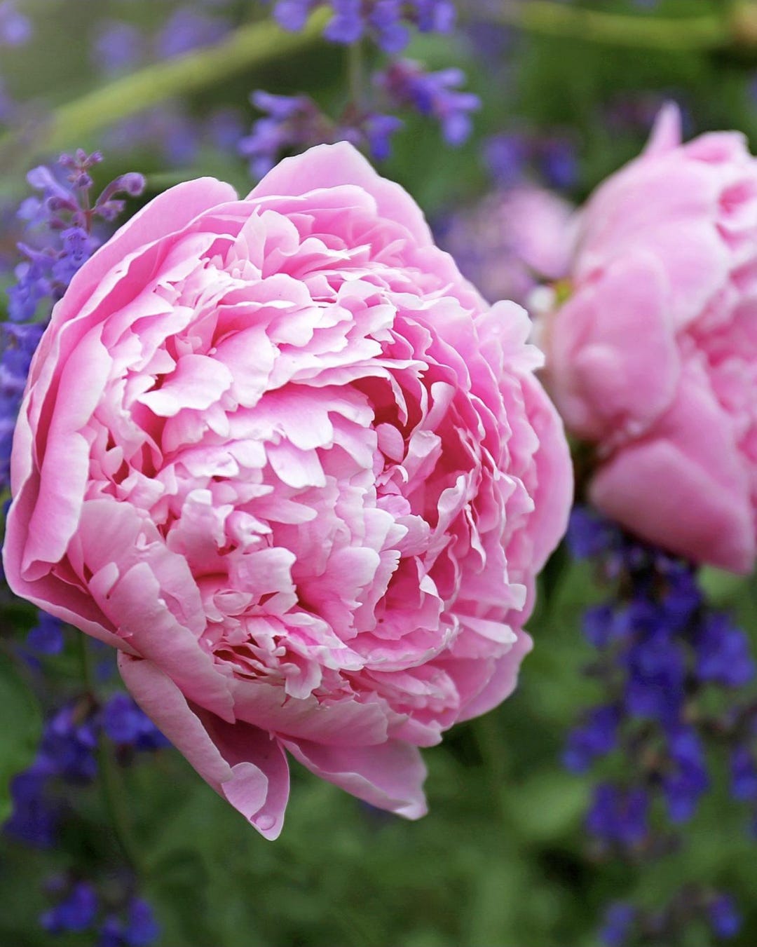 Sarah Bernhardt Peony Root Large 3-5 Eye– Premium Bare Root Peony for ...