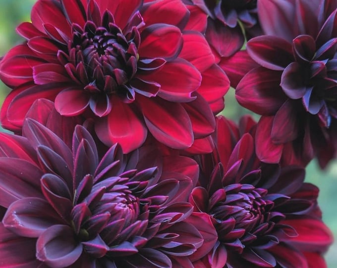 2-pack Arabian Night Dahlia Tuber Clumps - Deep Burgundy Blooms ...