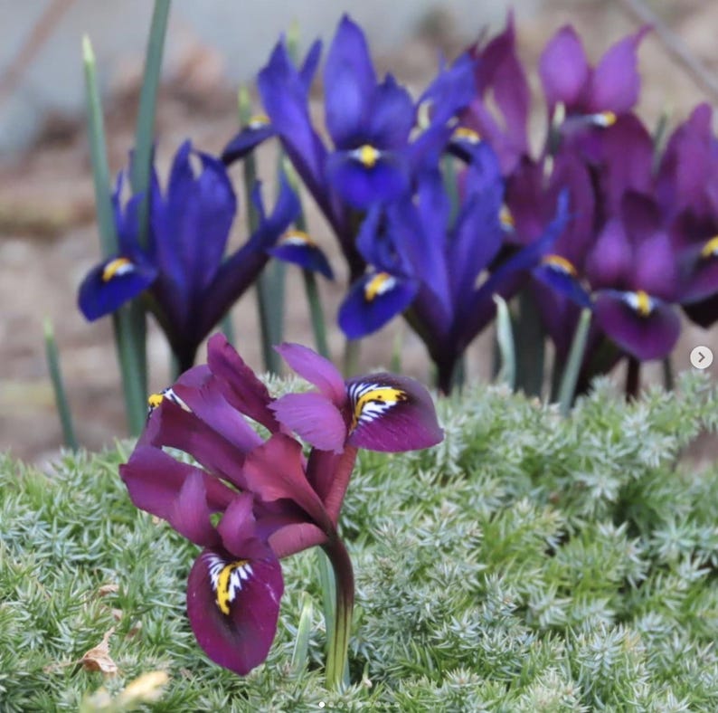Iris Blue Hill & Purple Hill Bulbs – 10 Pack Variety Mix | Dwarf Dutch ...
