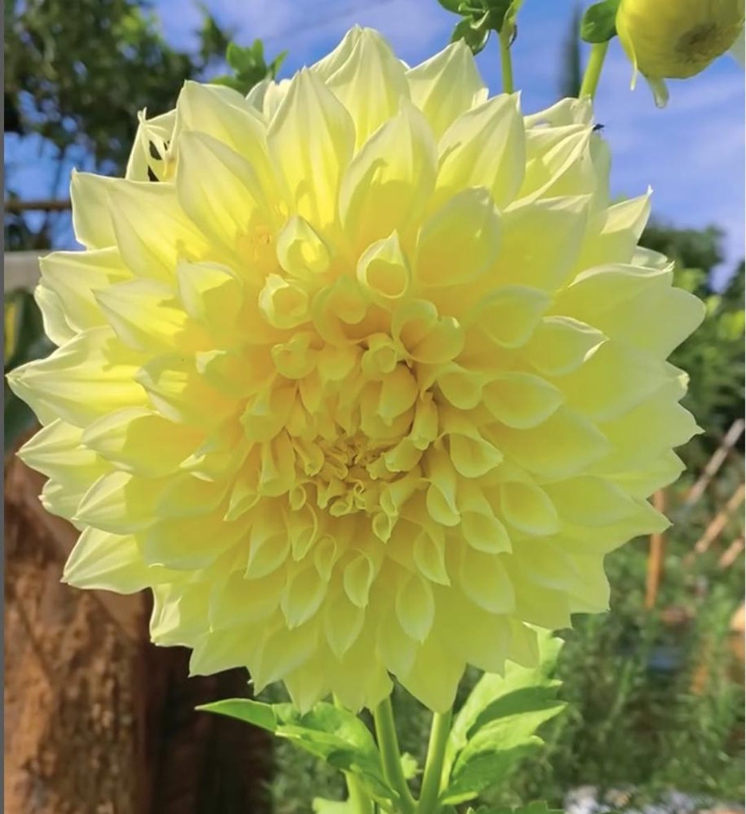 2 Kelvin Floodlight Dahlia Tubers | Giant Yellow Dinnerplate Dahlias ...