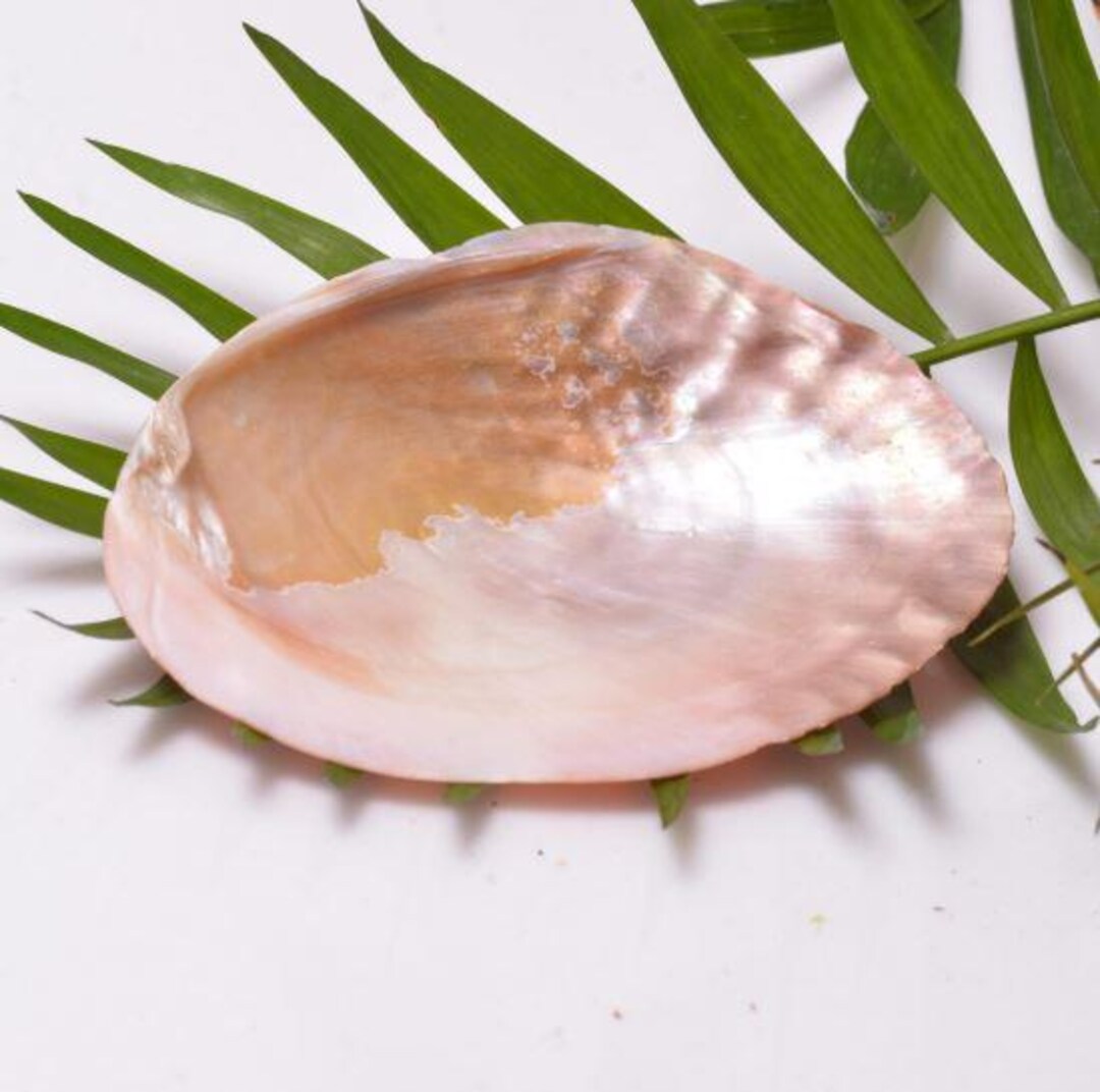 Natural Mother of Pearl Stone Sea Shell Plate, Oyster, Unique ...