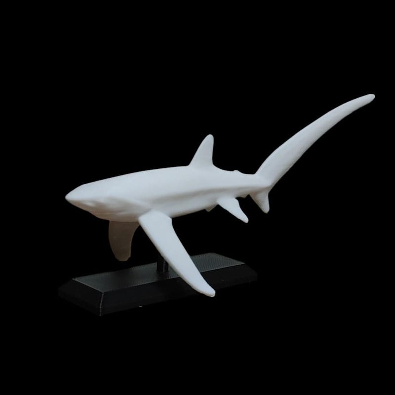 Thresher Shark - Etsy