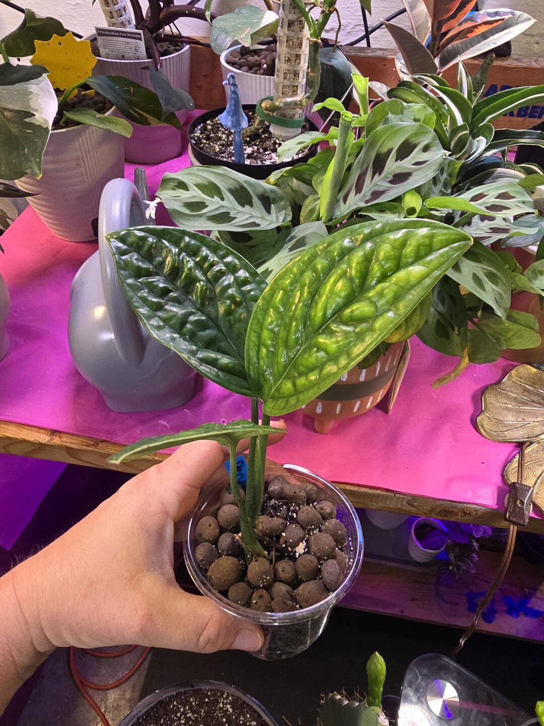 Monstera Peru | Rare Live Plant for Collectors | Unique Textured ...