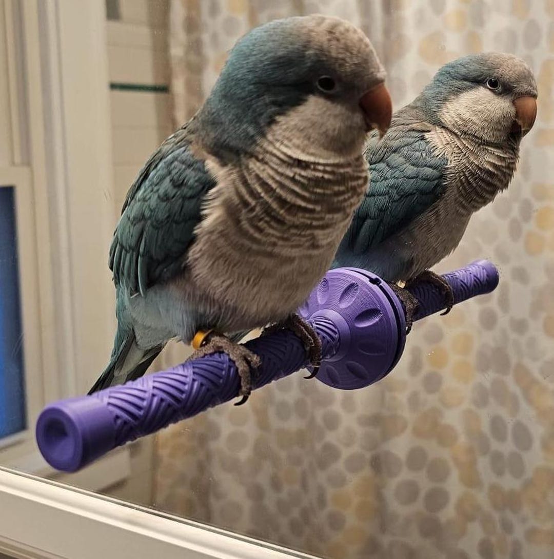 Suction Cup Bird Perch | Window & Shower Perch for Parakeets ...