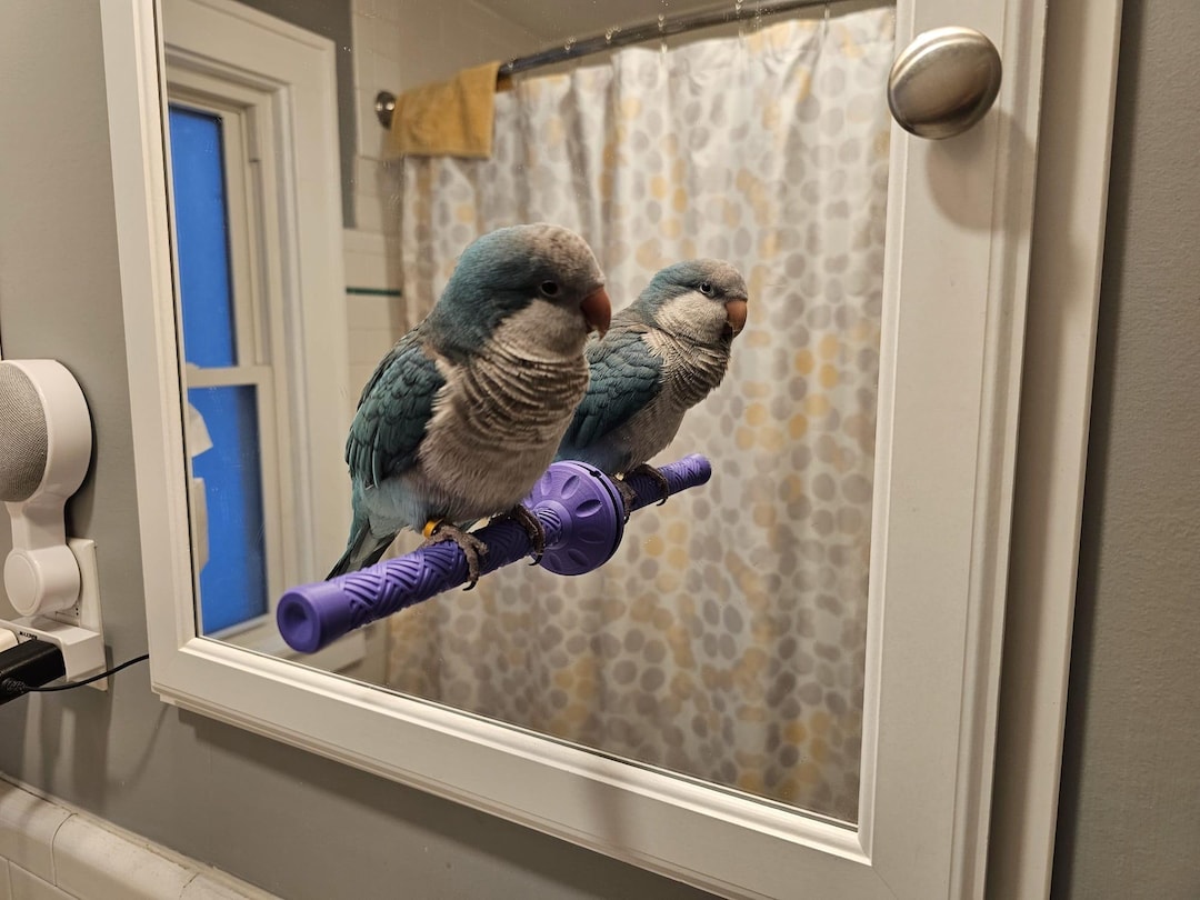Adhesive Bird Perch | No-drill Window & Shower Perch for Parakeets ...
