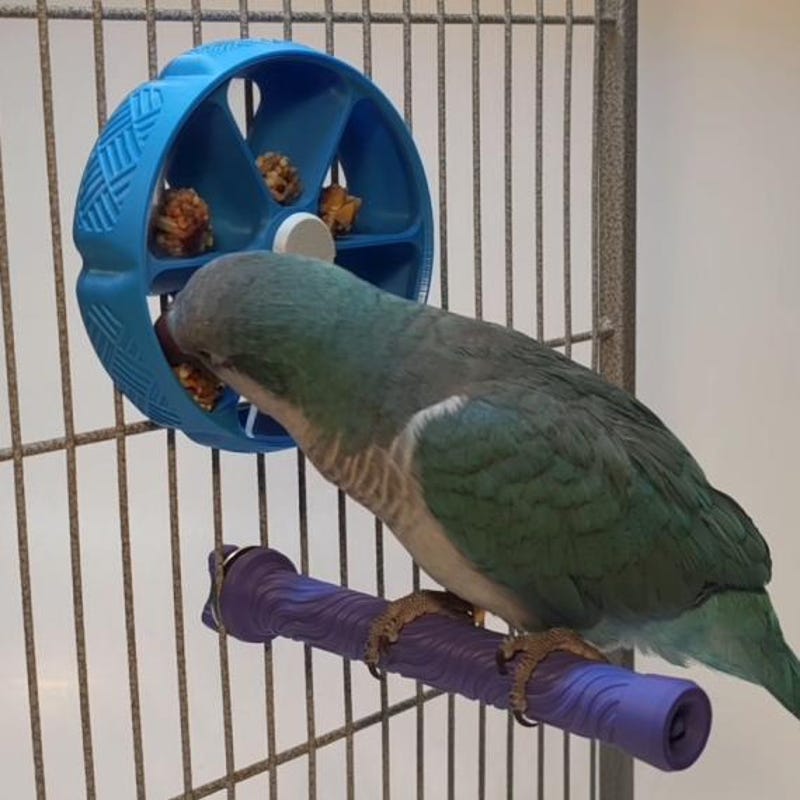 Parrot Toys - Etsy