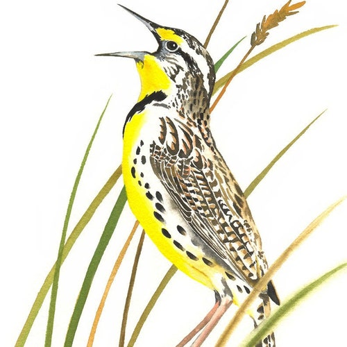 Western Meadowlark Art Print 8x10 - Etsy