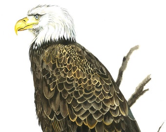 Original Wildlife Artwork by René C. Reyes by reyespaintings