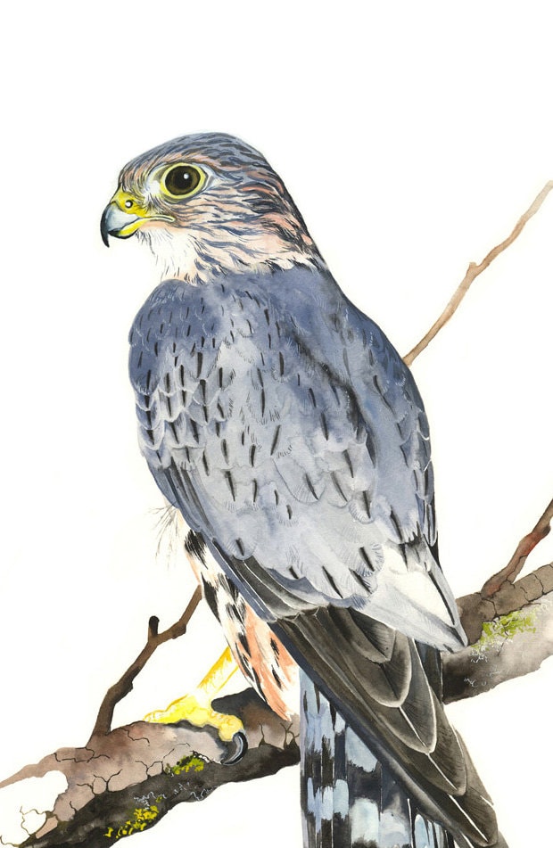 Merlin / Bird Watercolor Art / Limited Edition Double-matted GICLEE ...