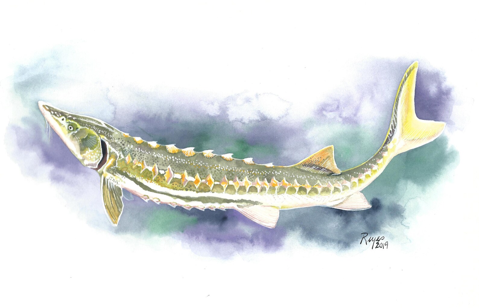 Green Sturgeon / Fish Gouache Art / Limited Edition Double-matted ...