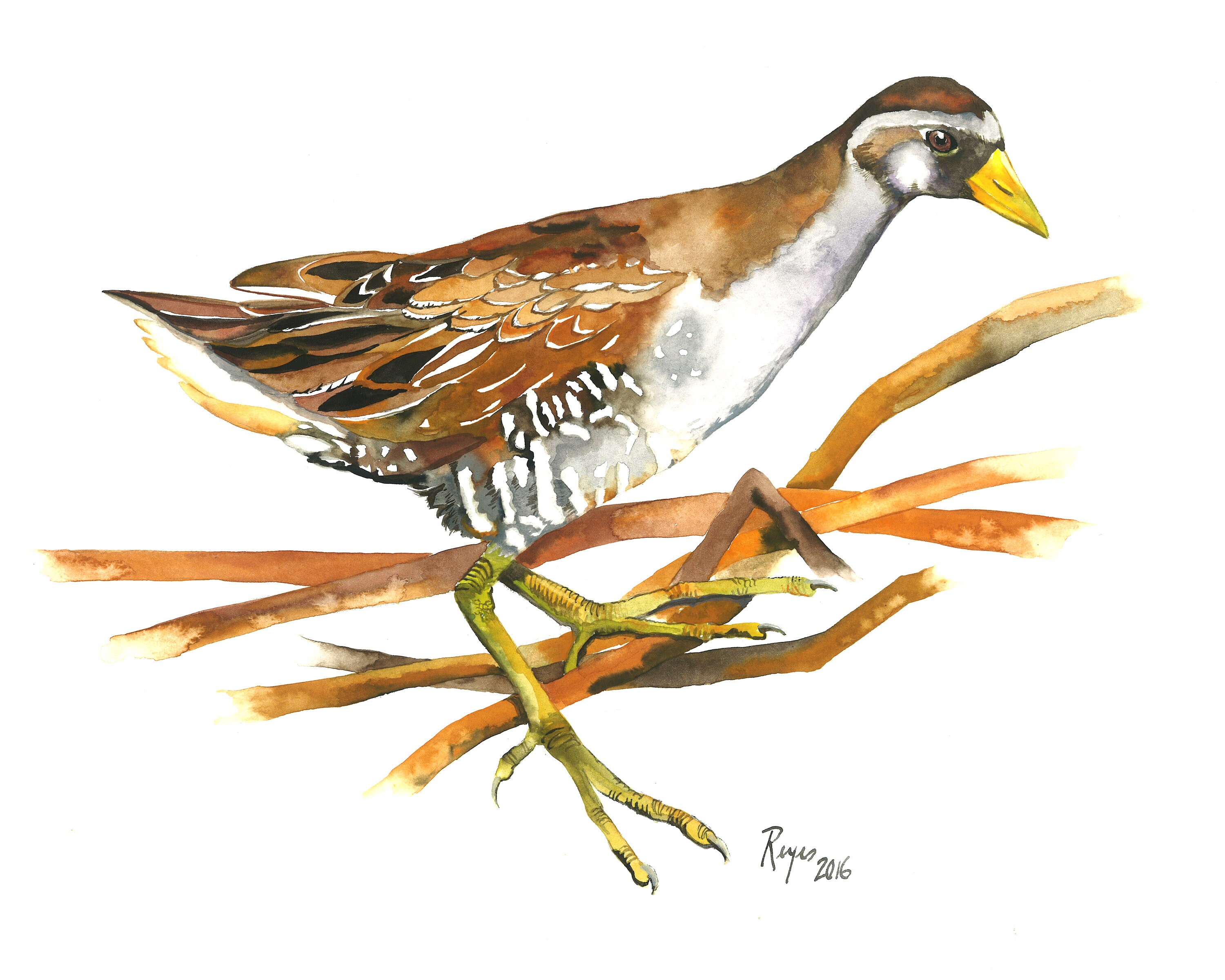Sora / Bird Watercolor Art / Limited Edition Double-matted GICLEE Mini ...