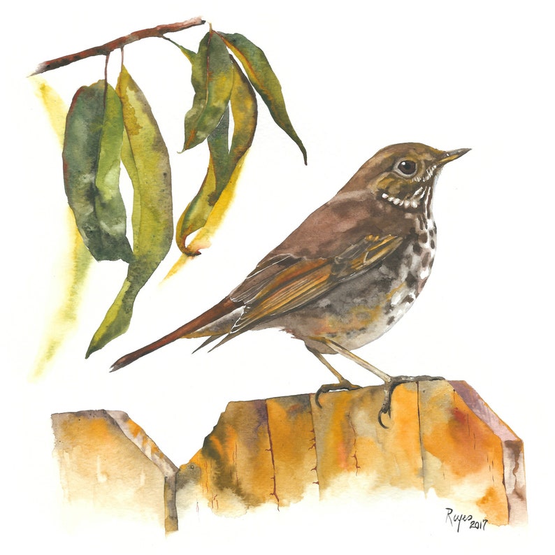Hermit Thrush / Bird Gouache Art / Limited Edition Double-matted GICLEE ...