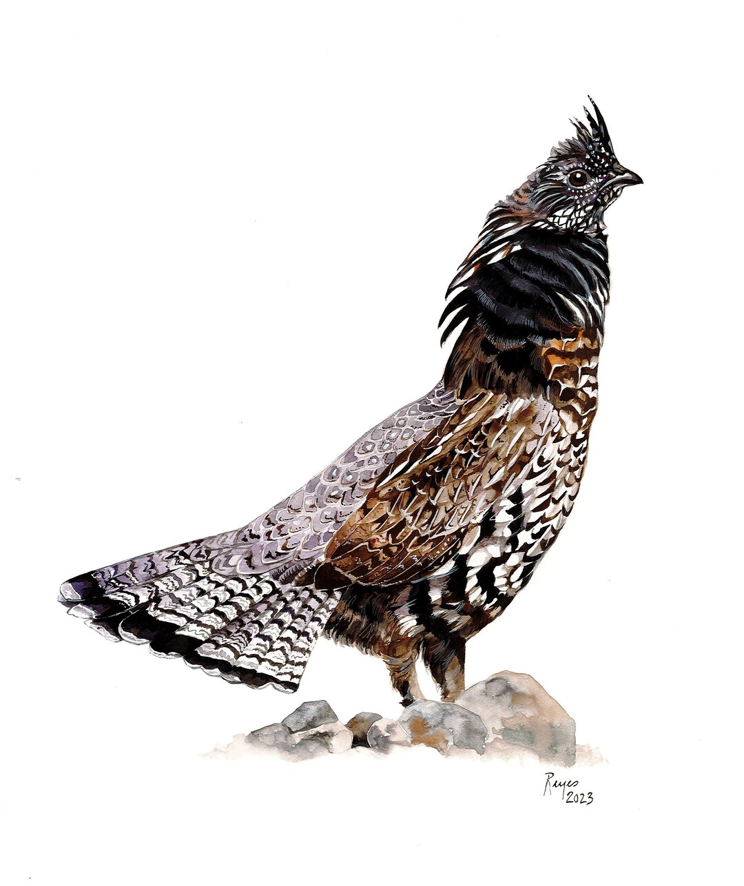 Ruffed Grouse / Bird Watercolor Art / Limited Edition Double-matted ...