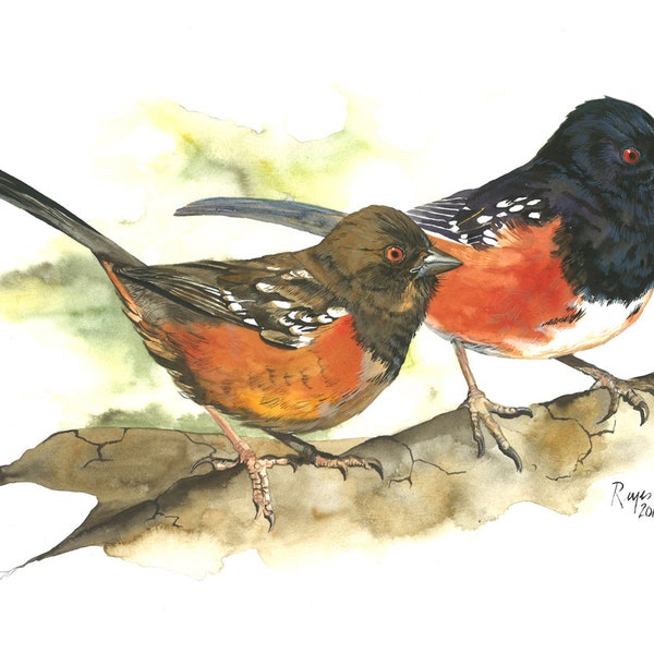 Towhee - Etsy