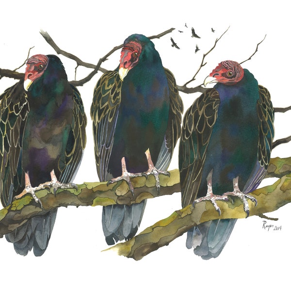 Turkey Vulture Print - Etsy