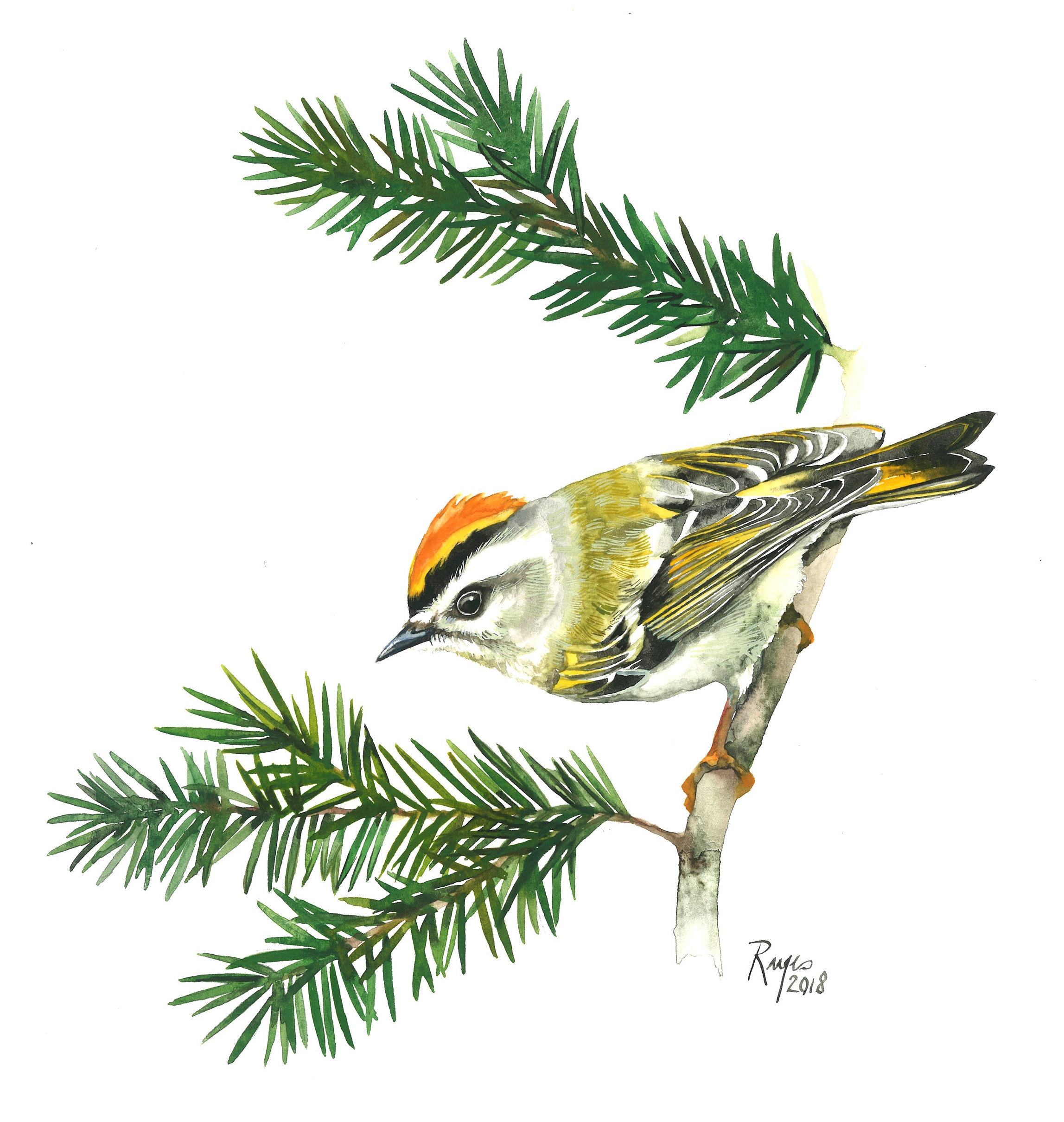 Golden-crowned Kinglet / Bird Watercolor Art / Limited Edition Double ...