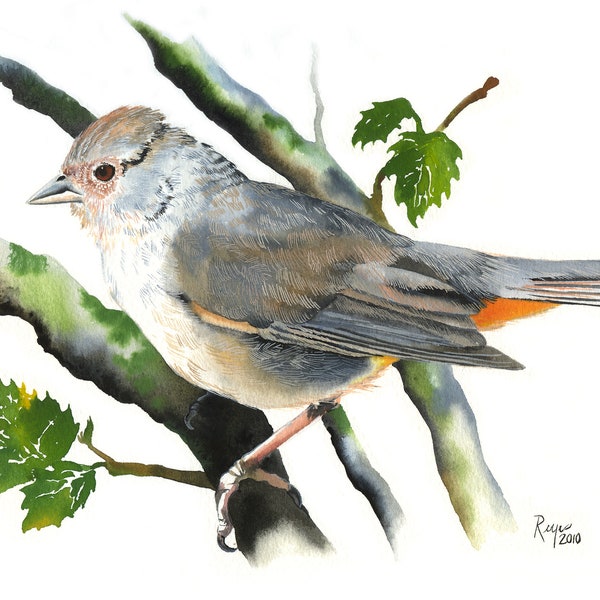 Towhee - Etsy