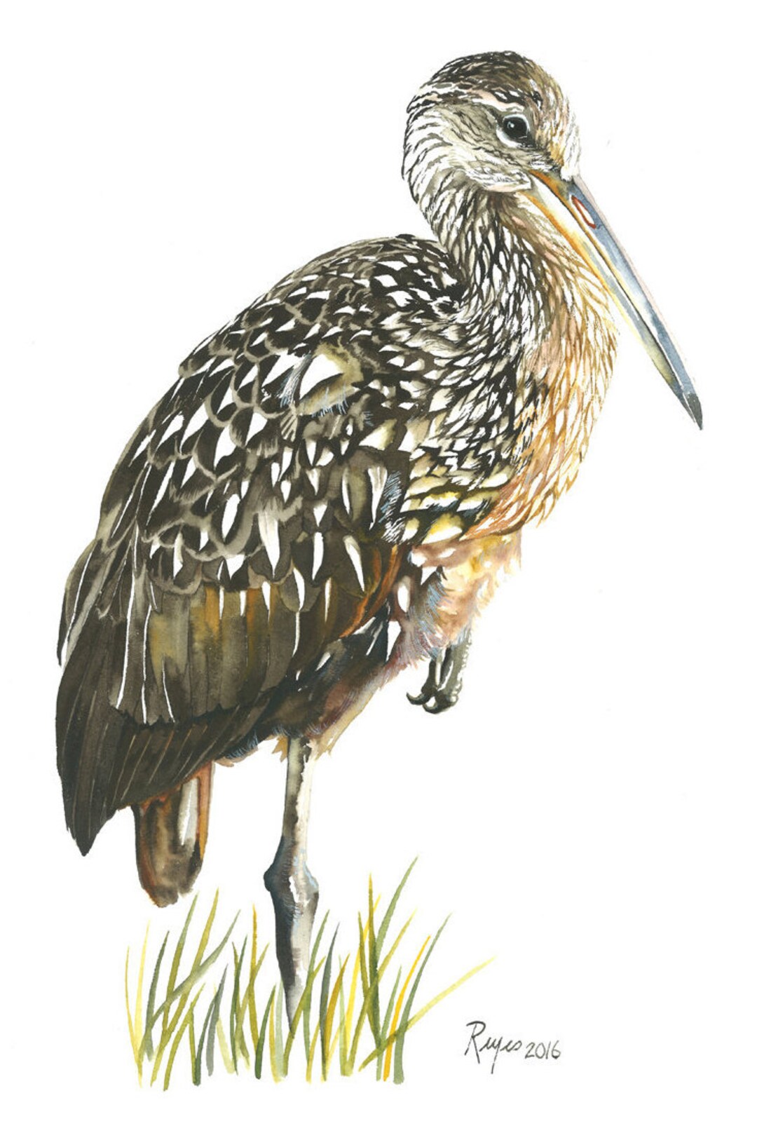 Limpkin / Bird Watercolor Art / Limited Edition Double-matted GICLEE ...