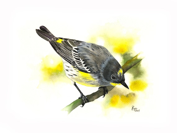 Warbler Bird Drawing