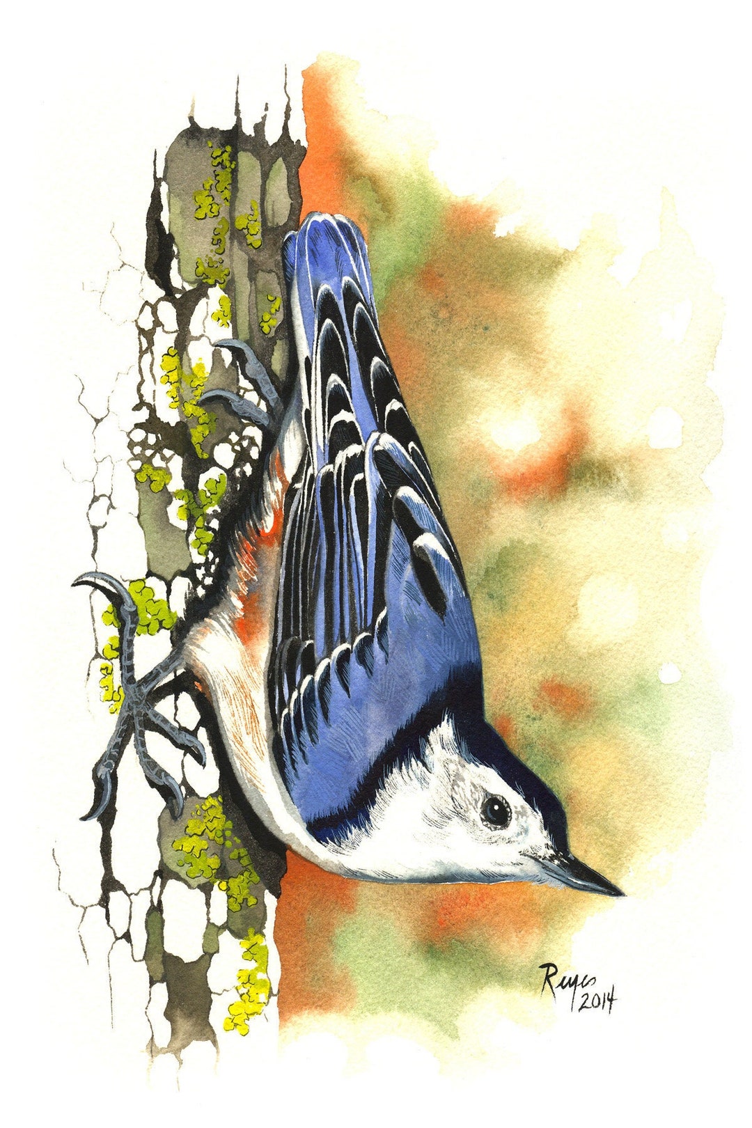 White-breasted Nuthatch / Bird Watercolor Art / Limited Edition Double ...
