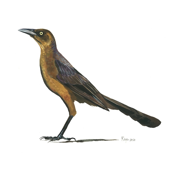 Grackle Painting - Etsy